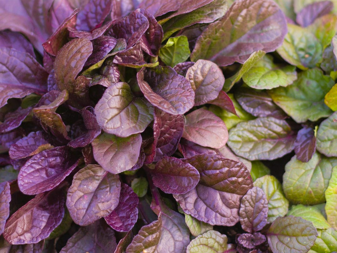 Live Variegated Burgundy Glow BUGLEWEED Plant / AJUGA Reptans - [pint ...