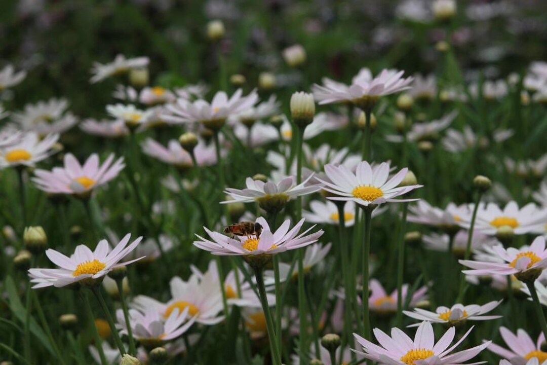 Live SHASTA DAISY BECKY Plant / Leucanthemum Superbum - [3.5" Pot ...