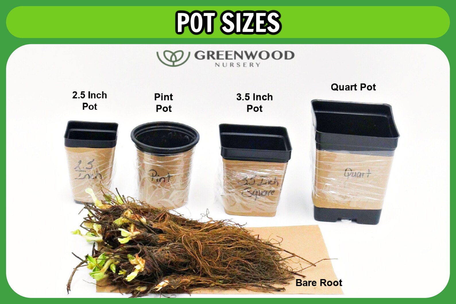 Live Red Fox SPIKED SPEEDWELL Plant / VERONICA Spicata pint Pot ...