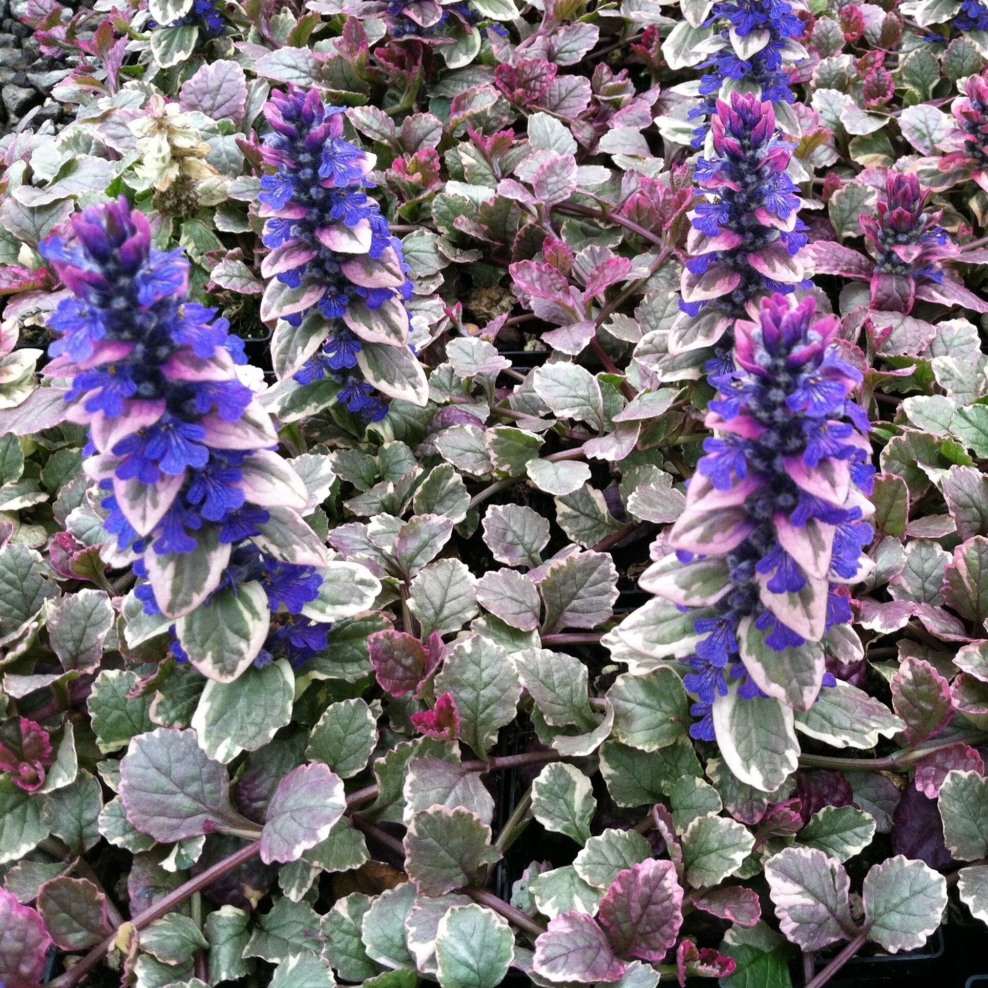 Live Variegated Burgundy Glow BUGLEWEED Plant / AJUGA Reptans pint Pot ...