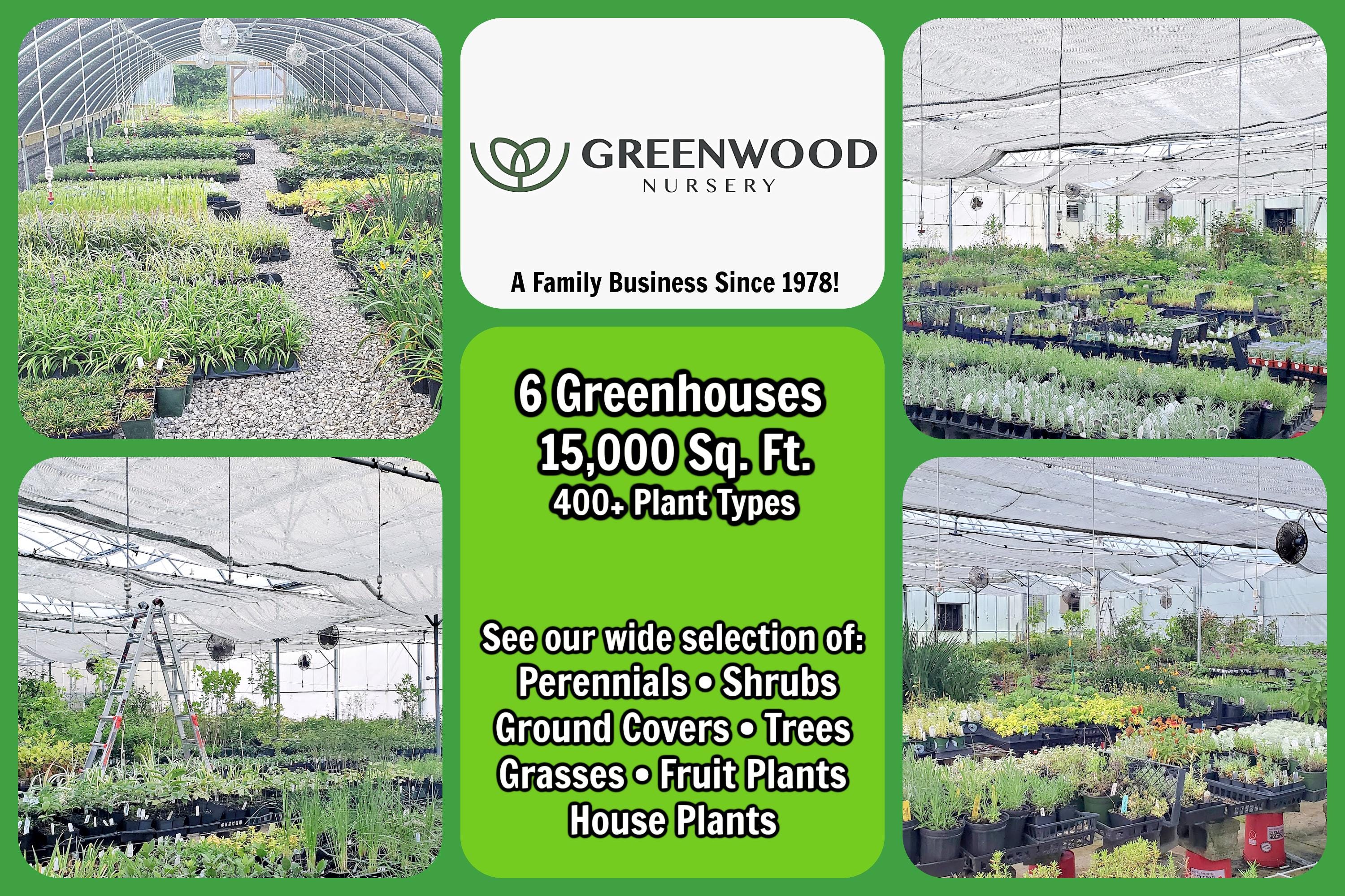 Live Murray Cypress / Cupressus X Leylandii Tree - [pint/quart Pot ...