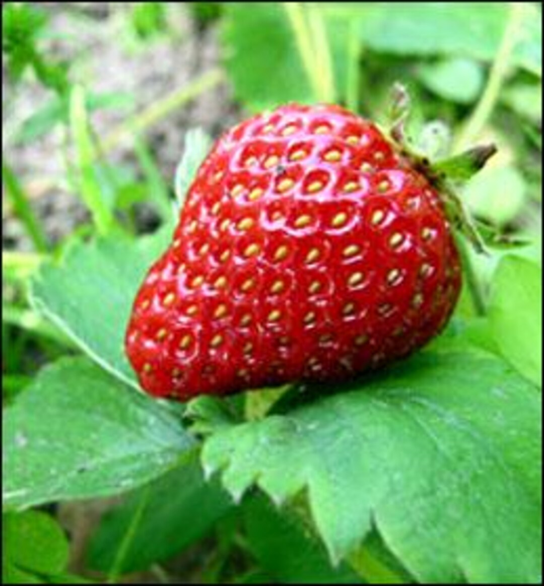 Live SWEET CHARLIE STRAWBERRY Plant bare Roots/plugs Free Shipping ...