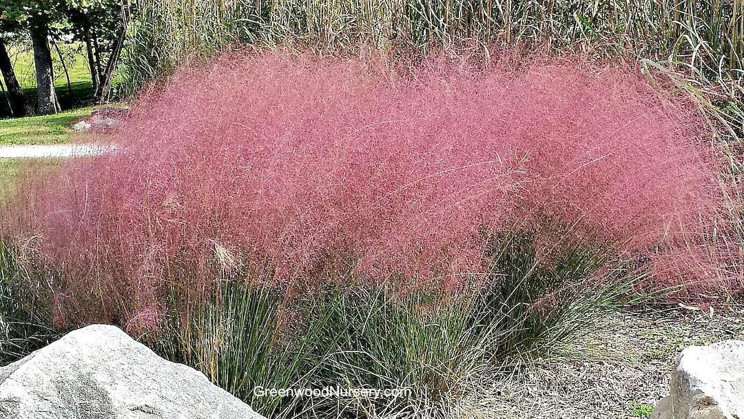 2 Pink Muhly Grass Cotton Candy Ornamental Grass 4ft Tall Etsy