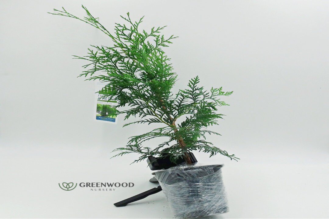 Live American Pillar ARBORVITAE Tree / THUJA Occidentalis quart Pot 2 ...