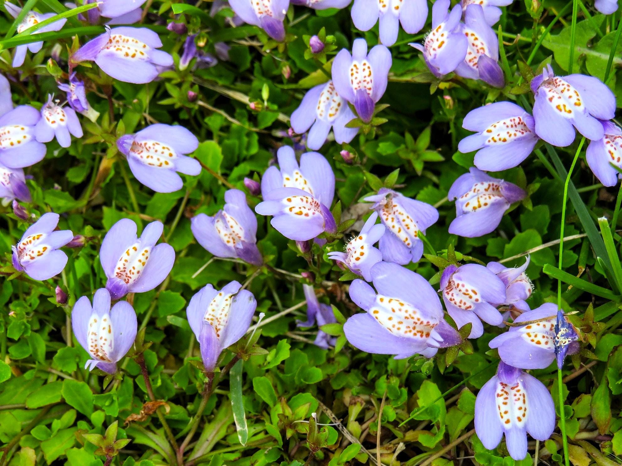 Live CREEPING MAZUS REPTANS Plant / Walk on - [3.5" Pot] - Free ...