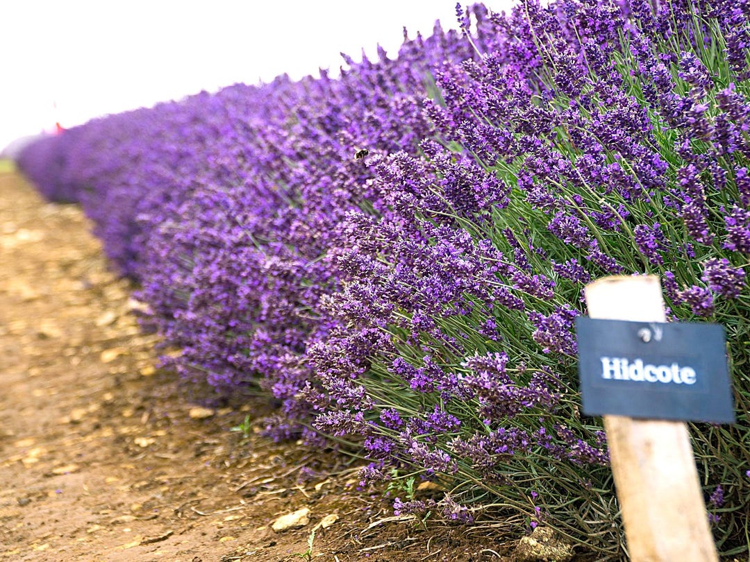 Live HIDCOTE BLUE LAVENDER Plant / Lavandula Angustifolia - [pint Pot ...