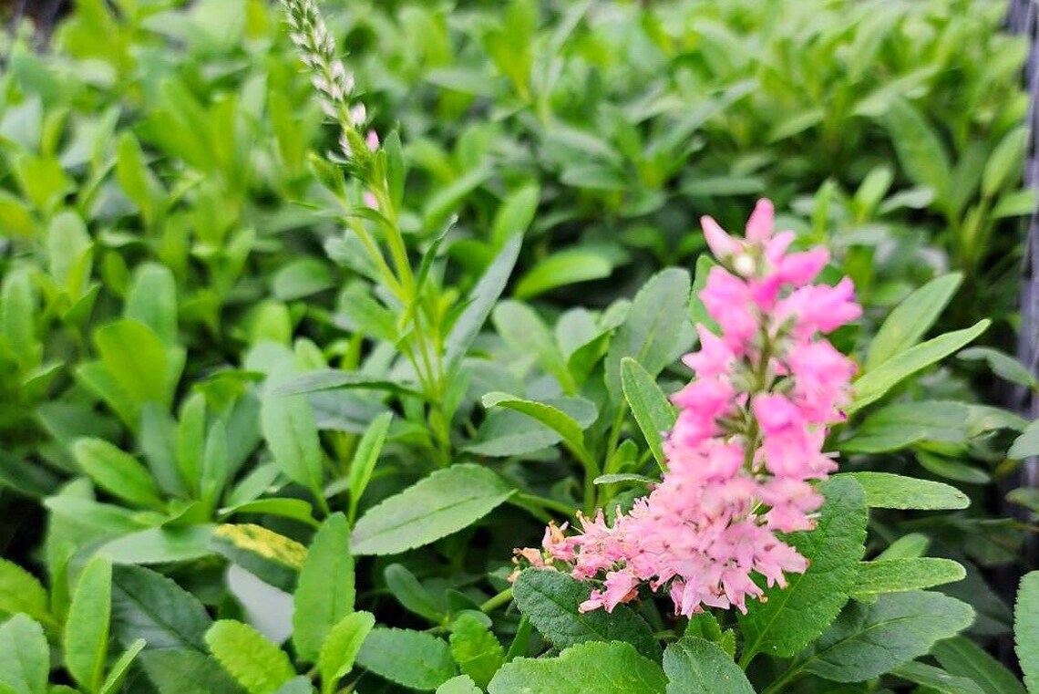Live Red Fox SPIKED SPEEDWELL Plant / VERONICA Spicata pint Pot ...