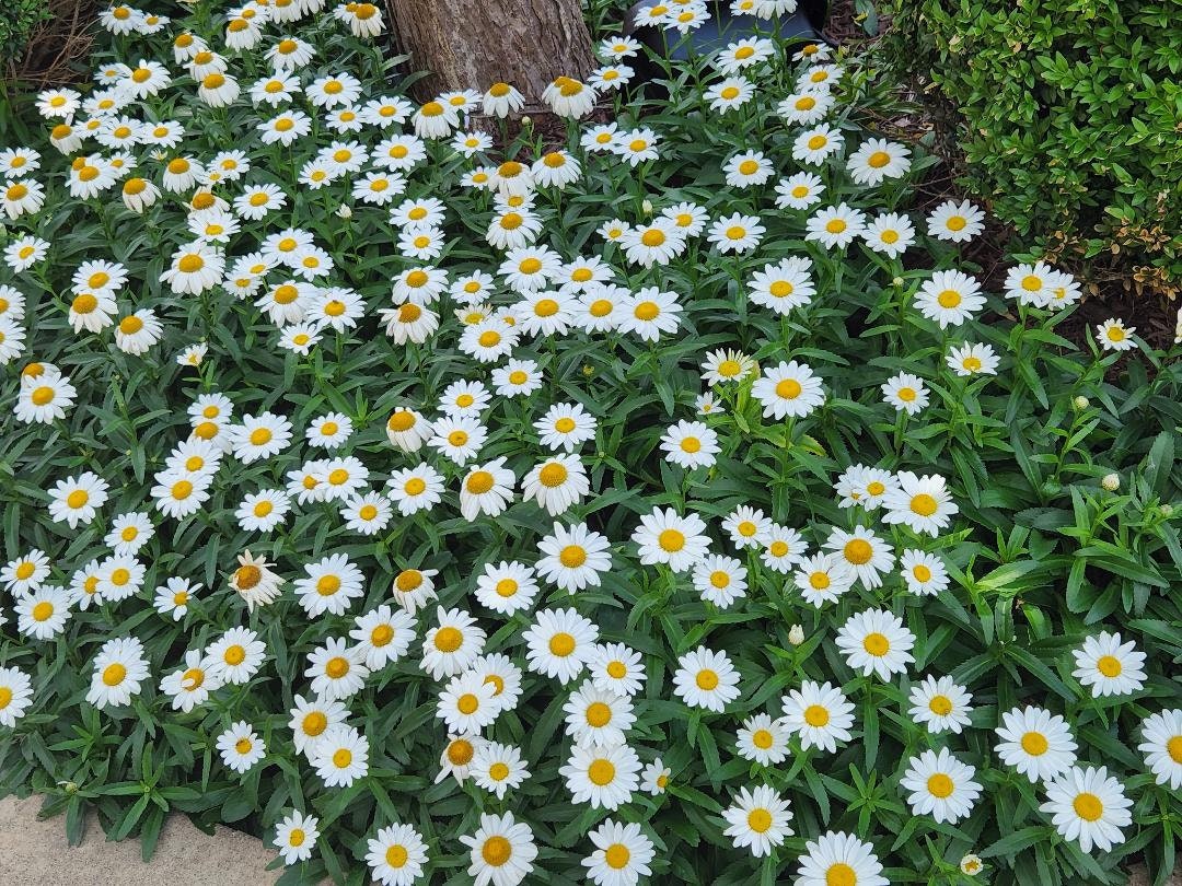 Snowcap Shasta Daisy Snowcap Leucanthemum Dwarf Shasta - Etsy