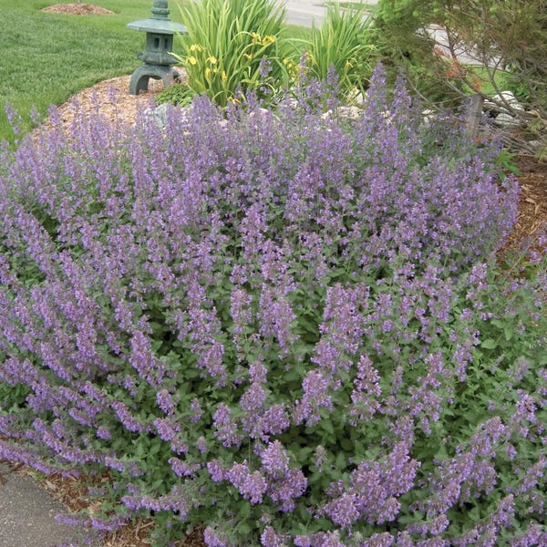 Walkers Low Catmint - Etsy