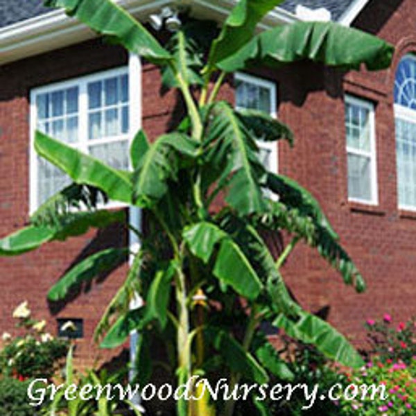 Musa Basjoo Banana Plant - Etsy