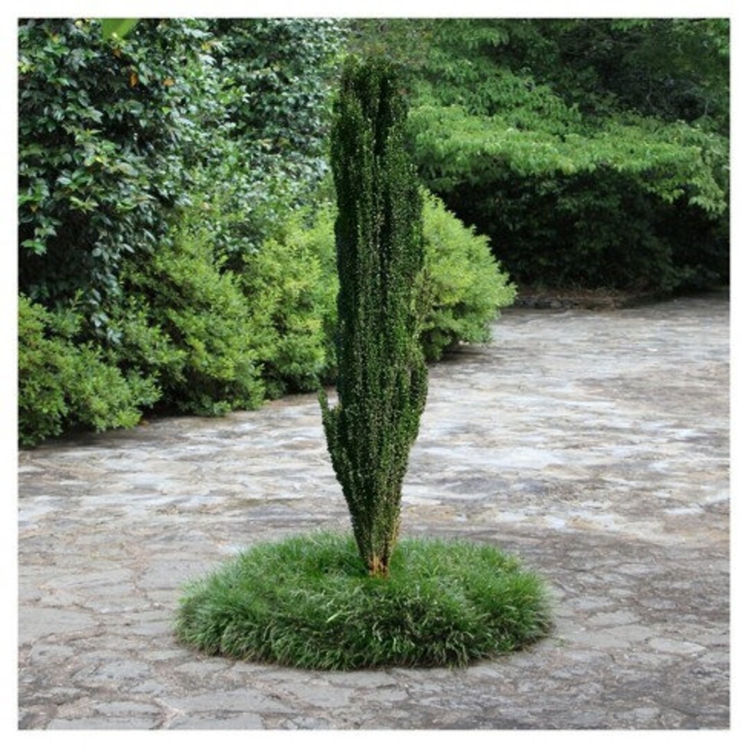 Live Sky Pencil Japanese HOLLY Tree / ILEX X 2.5 Pot Free Shipping 2 ...