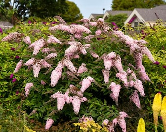 Buddleia grand Cascade Butterfly Bush - Etsy