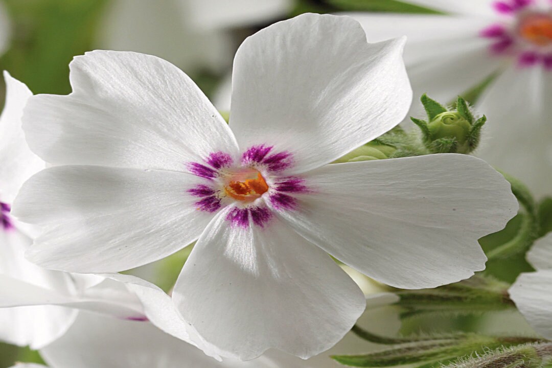 Live Amazing Grace CREEPING PHLOX Plant / SUBULATA pint Pot Groundcover ...