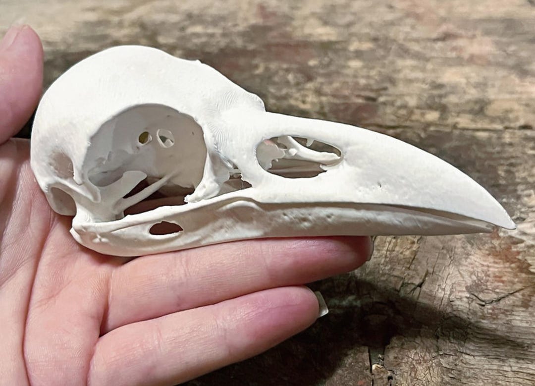 Replica Raven Skull XL - 3d Printed - Life Size - Realistic - Attached ...