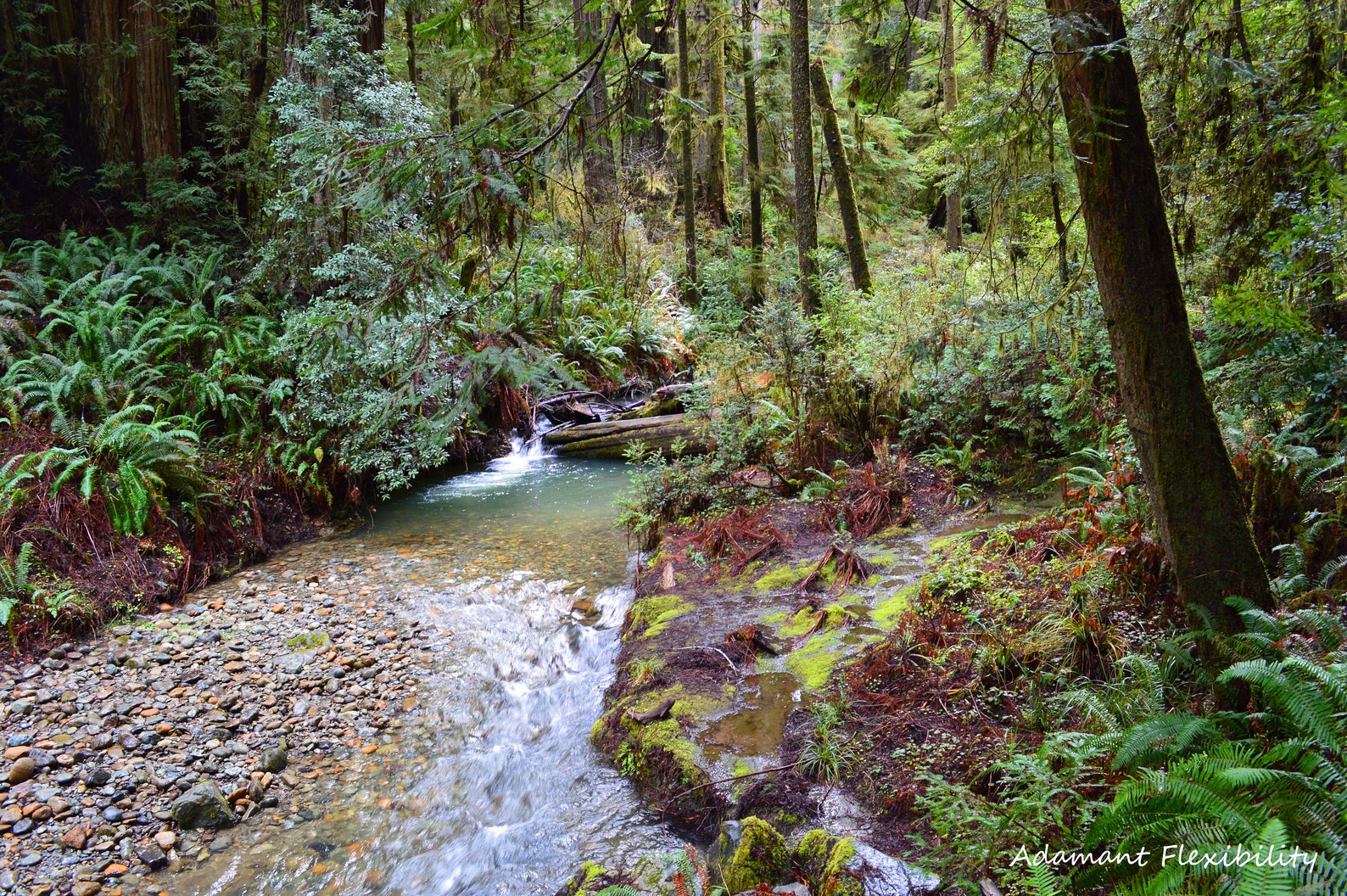 Redwood Stream, Jedediah Smith State Park, Landscape Photography ...