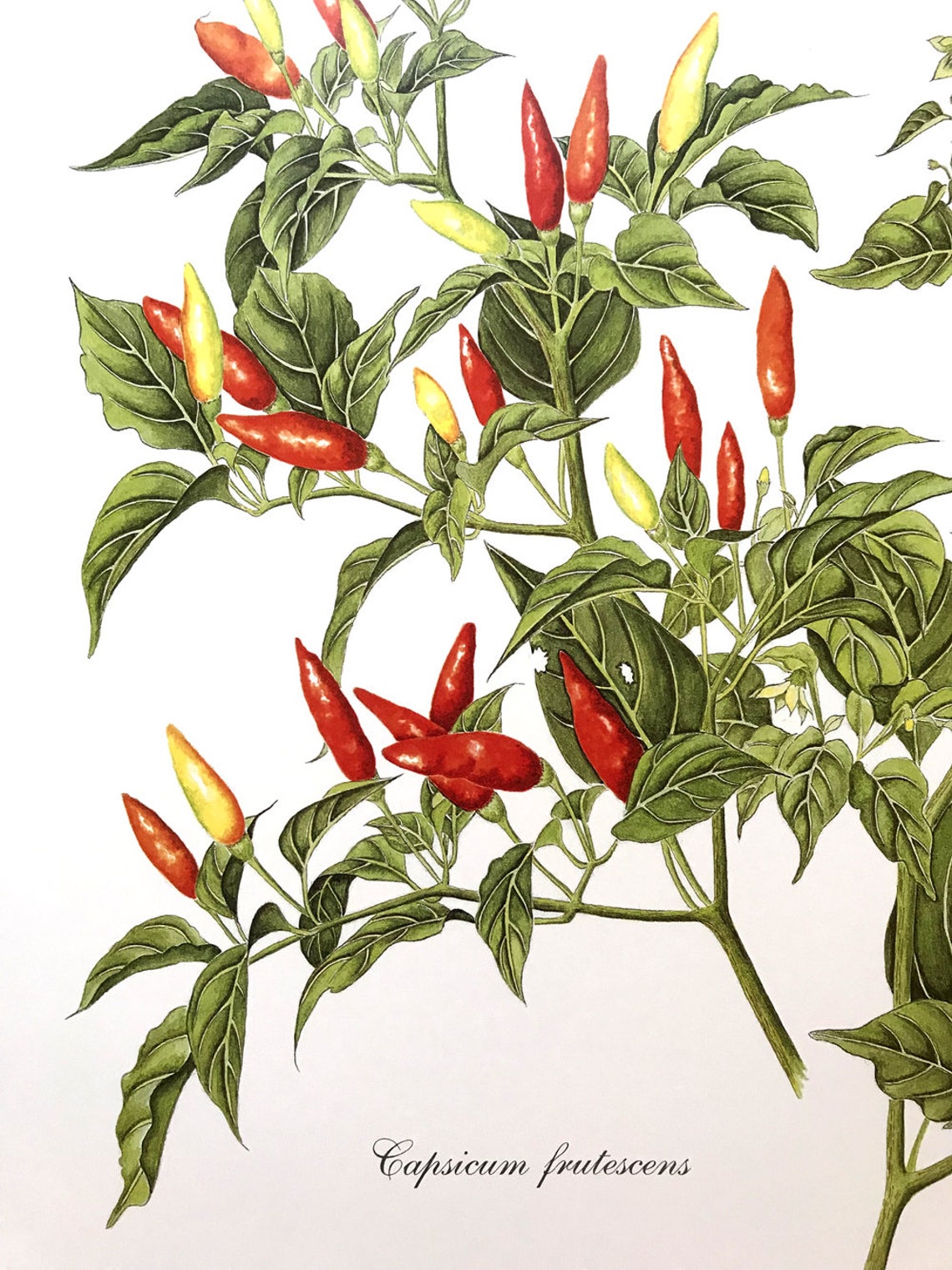 Chili Pepper Print - Capsicum Frutescens. Botanical Illustration ...