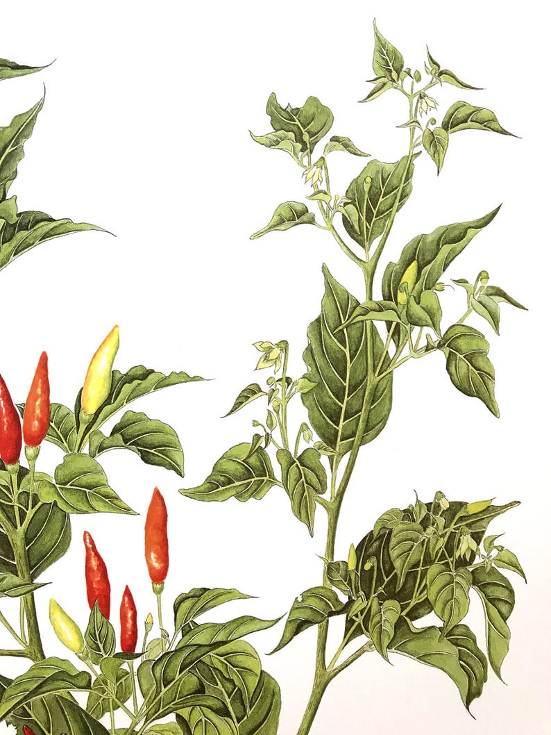 Chili Pepper Print - Capsicum Frutescens. Botanical Illustration ...