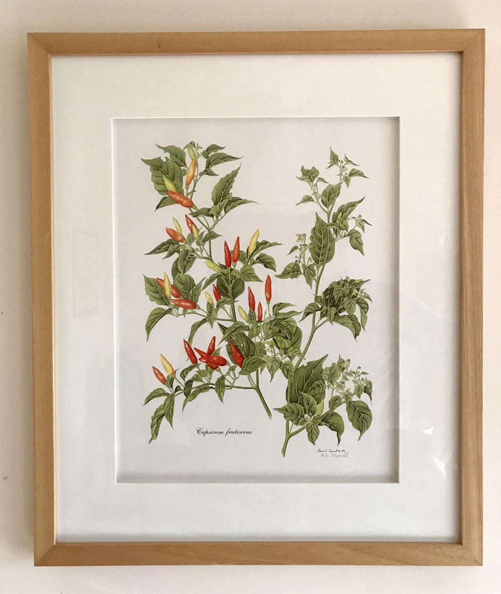 Chili Pepper Print - Capsicum Frutescens. Botanical Illustration ...