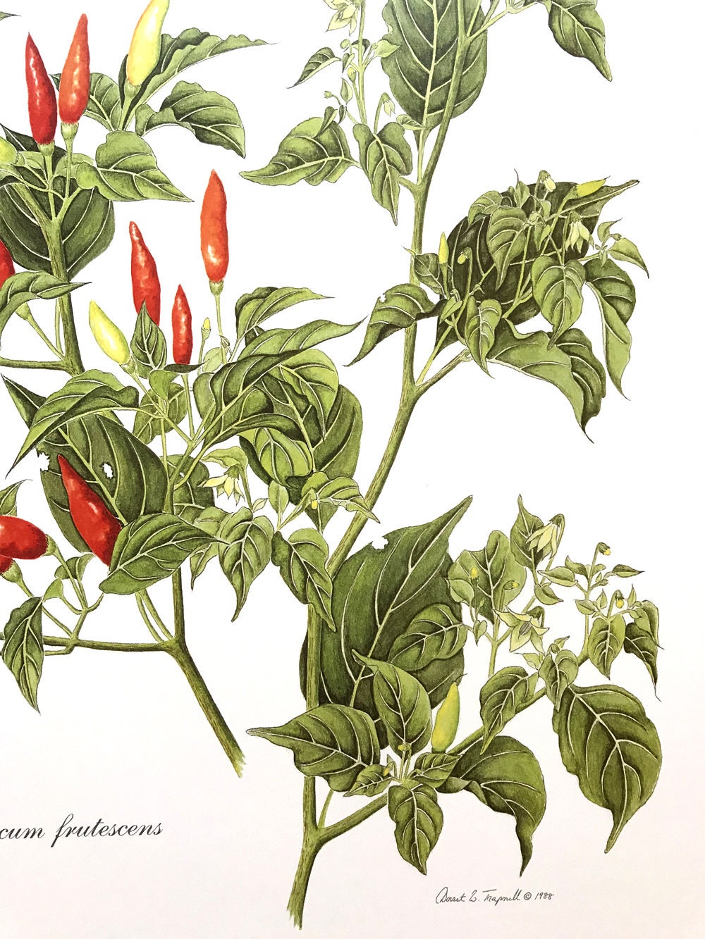 Chili Pepper Print - Capsicum Frutescens. Botanical Illustration ...