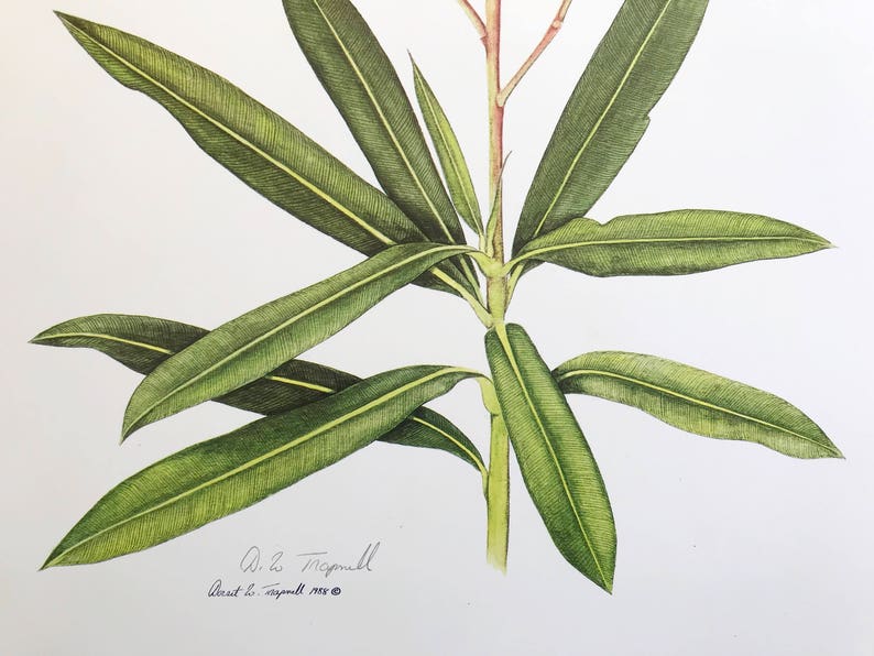 Oleander Print - Botanical Illustration, Botanical Lithographic Print ...
