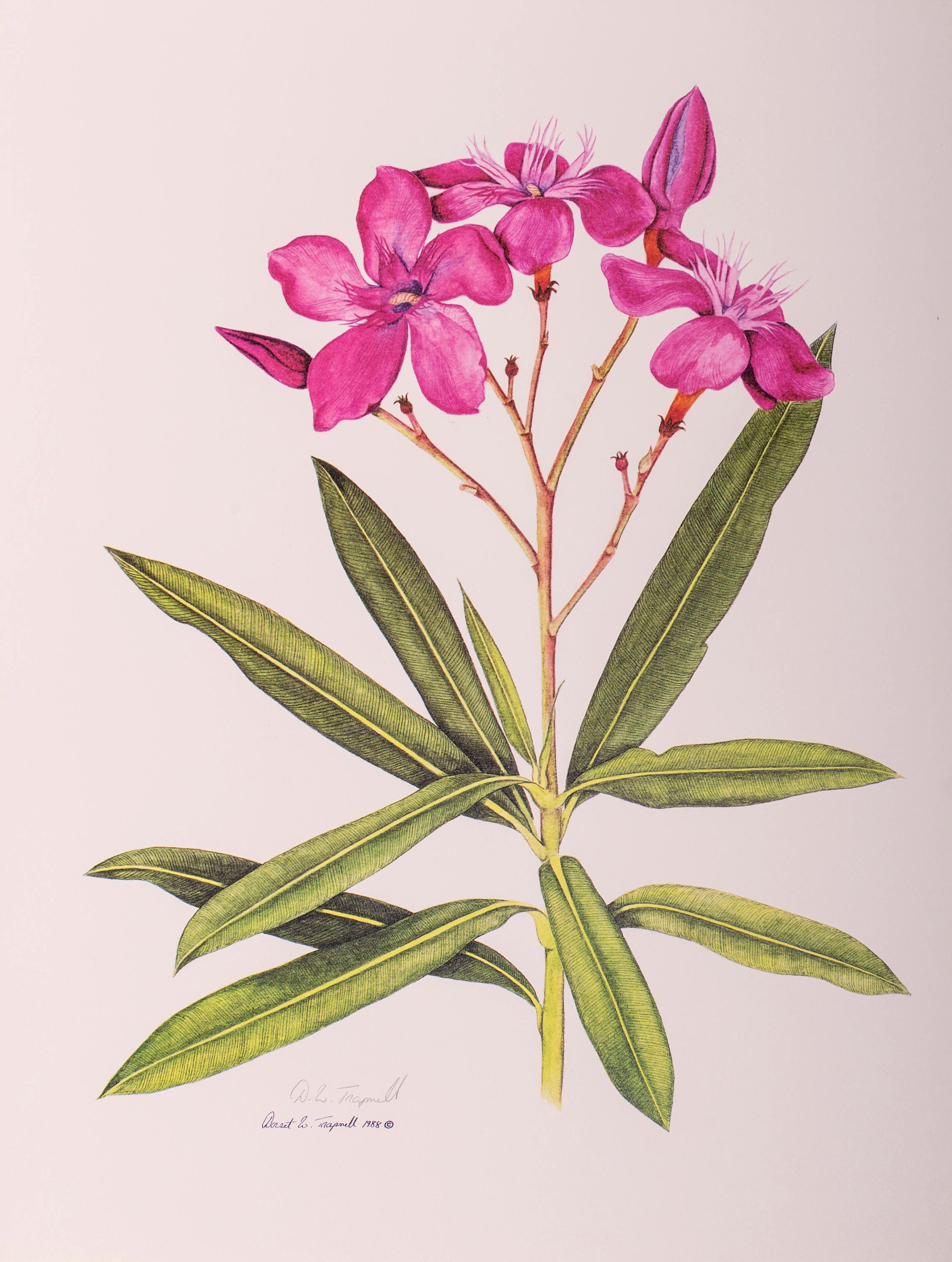 Impresión de adelfa Ilustración botánica, impresión litográfica ...