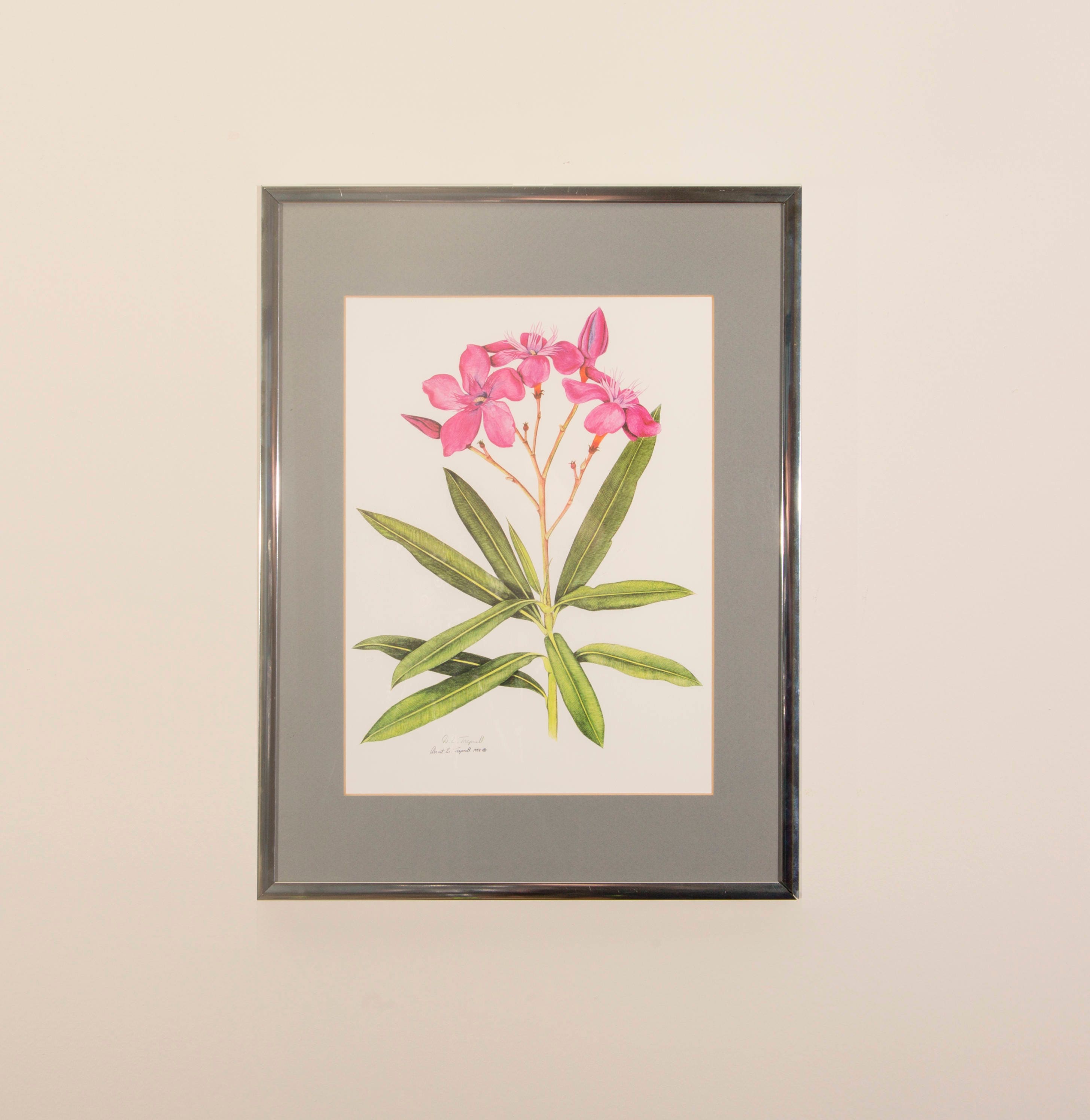 Oleander Print - Botanical Illustration, Botanical Lithographic Print ...