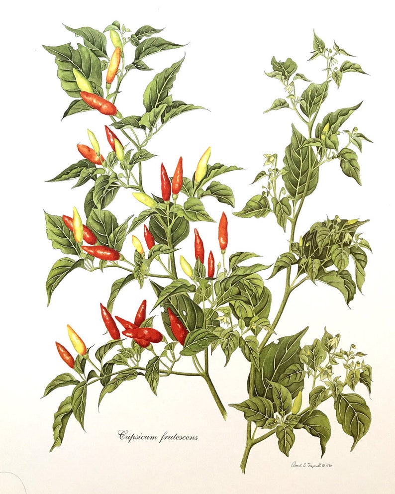 Chili Pepper Print - Capsicum Frutescens. Botanical Illustration ...