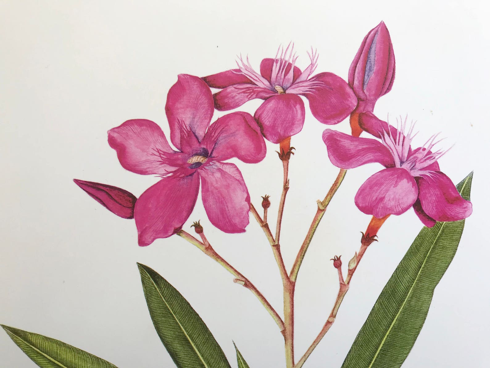 Oleander Print - Botanical Illustration, Botanical Lithographic Print ...