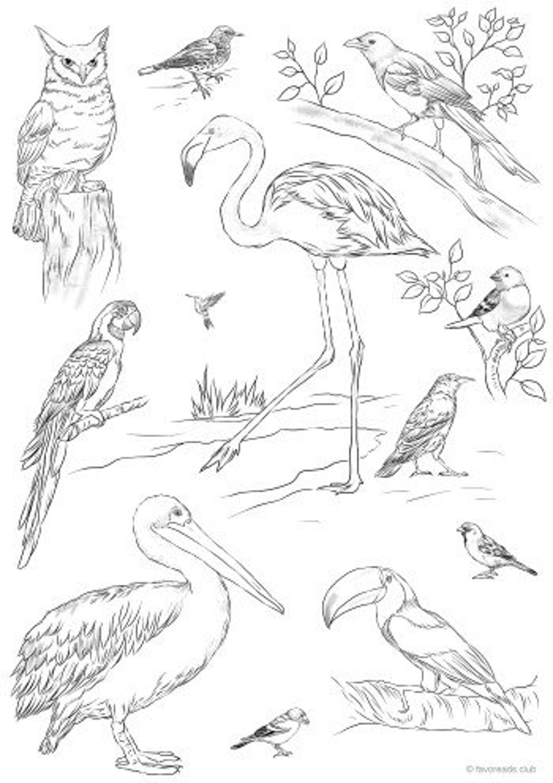 Bird Pattern Printable Adult Coloring Page From Favoreads | Etsy