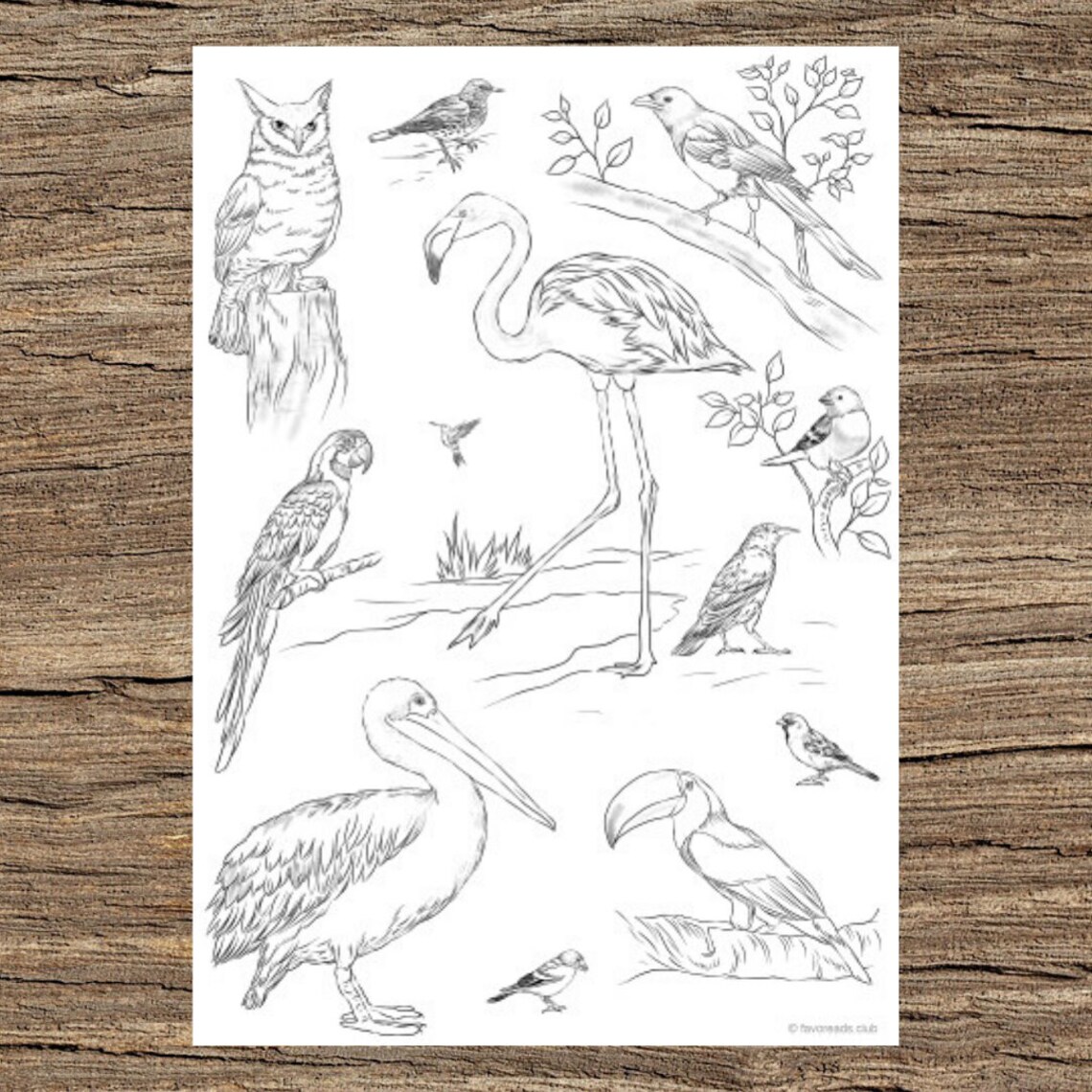 Bird Pattern Printable Adult Coloring Page From Favoreads | Etsy