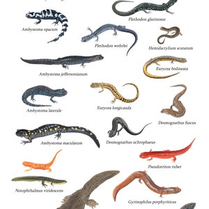 State Reptiles of the United States Herpetology Poster Print - Etsy