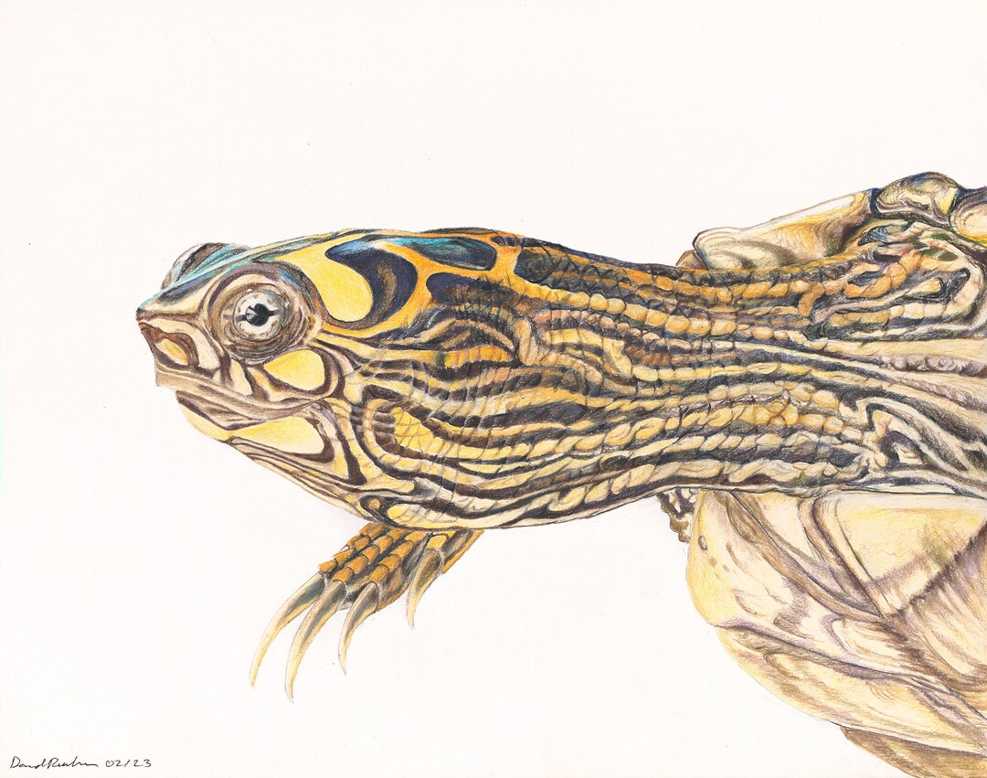 Ouachita Map Turtle Portrait - Original Drawing - Etsy