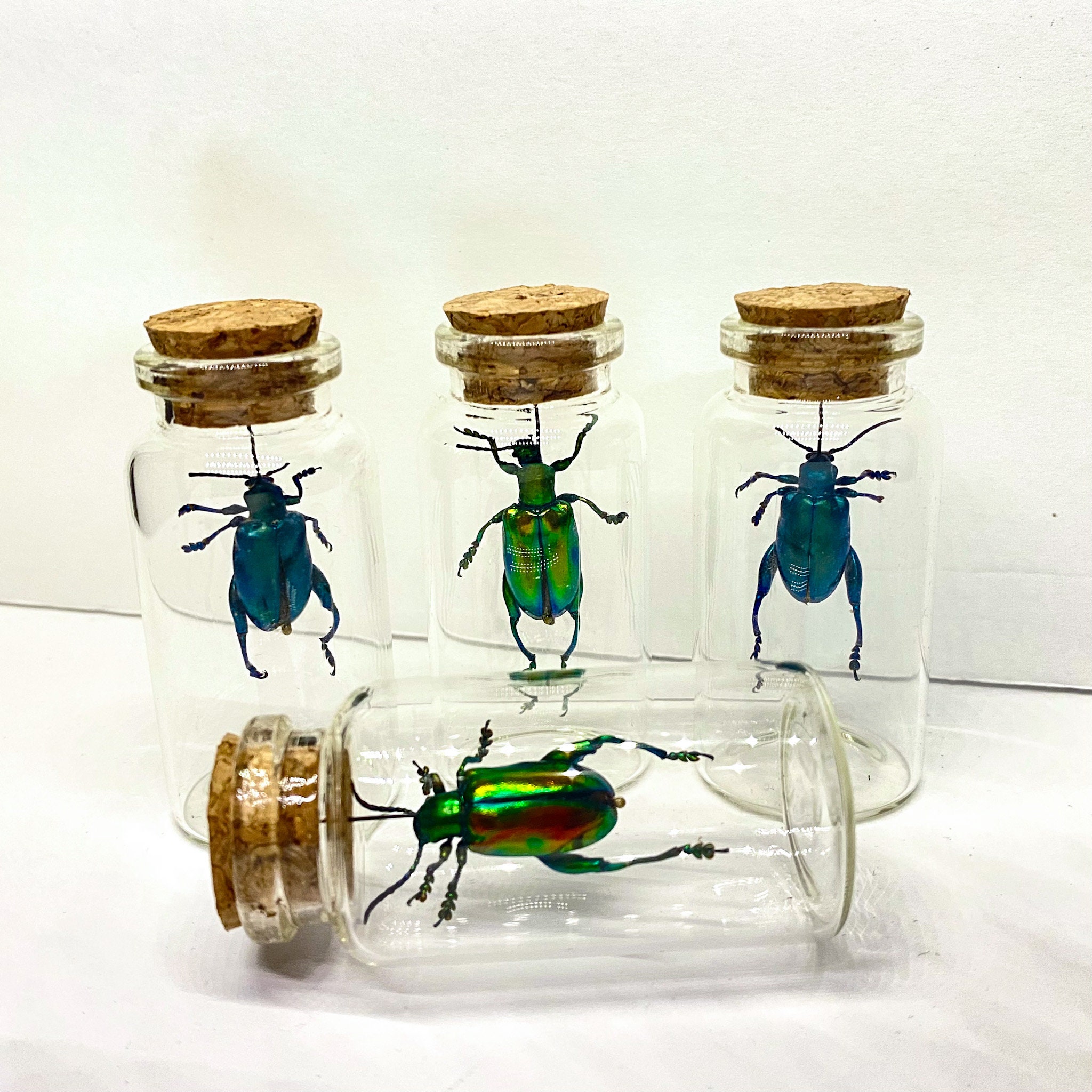 Real Bottled Metallic Leaf Beetle Insect Taxidermy in a Bottle - Etsy