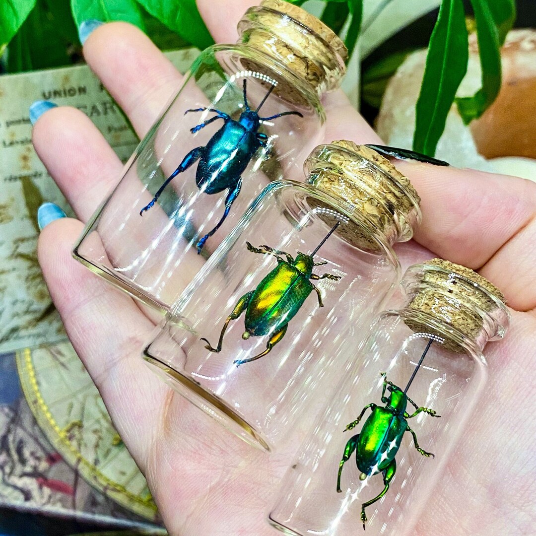 Real Bottled Metallic Leaf Beetle Insect Taxidermy in a Bottle A Grade ...