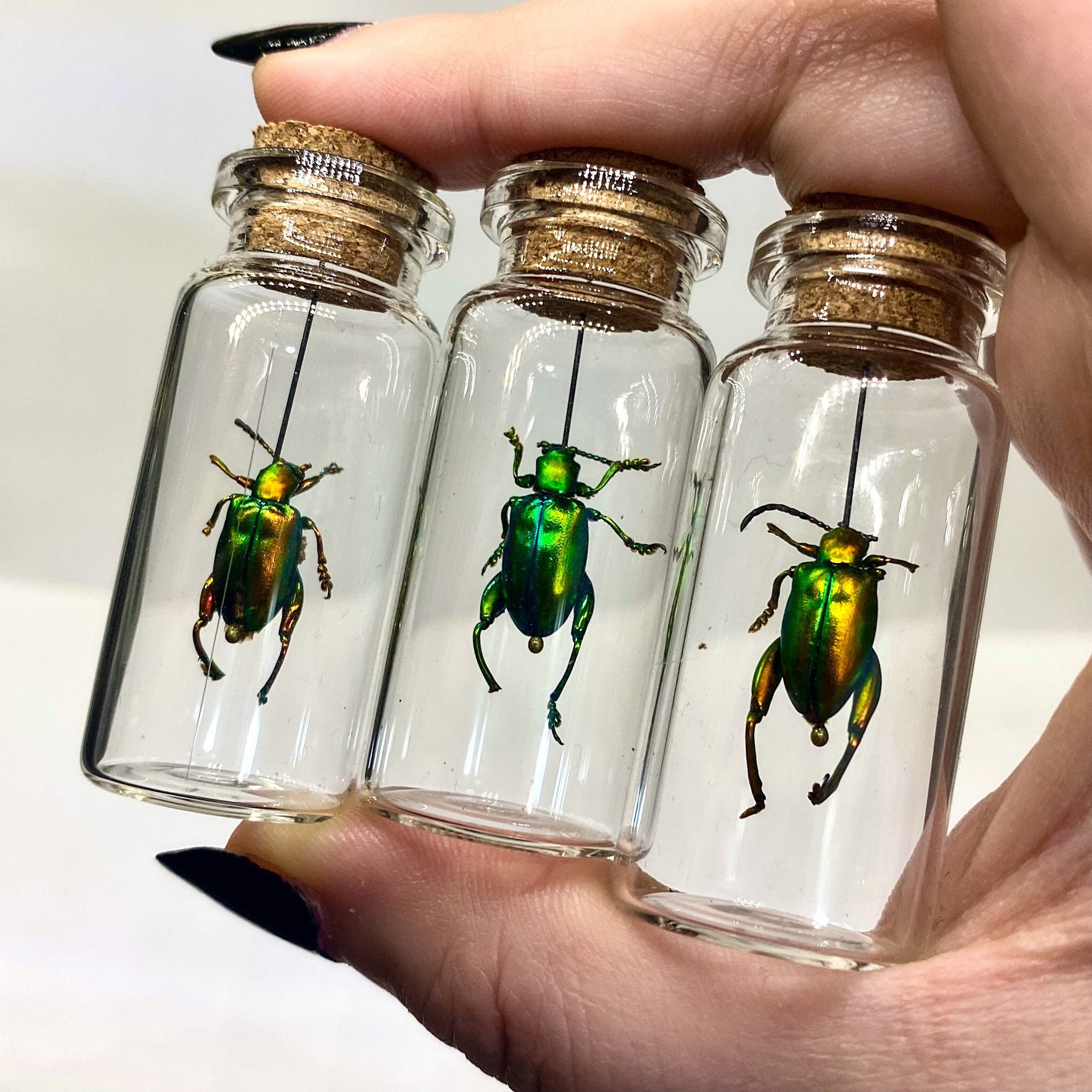 Real Bottled Metallic Leaf Beetle Insect Taxidermy in a Bottle - Etsy