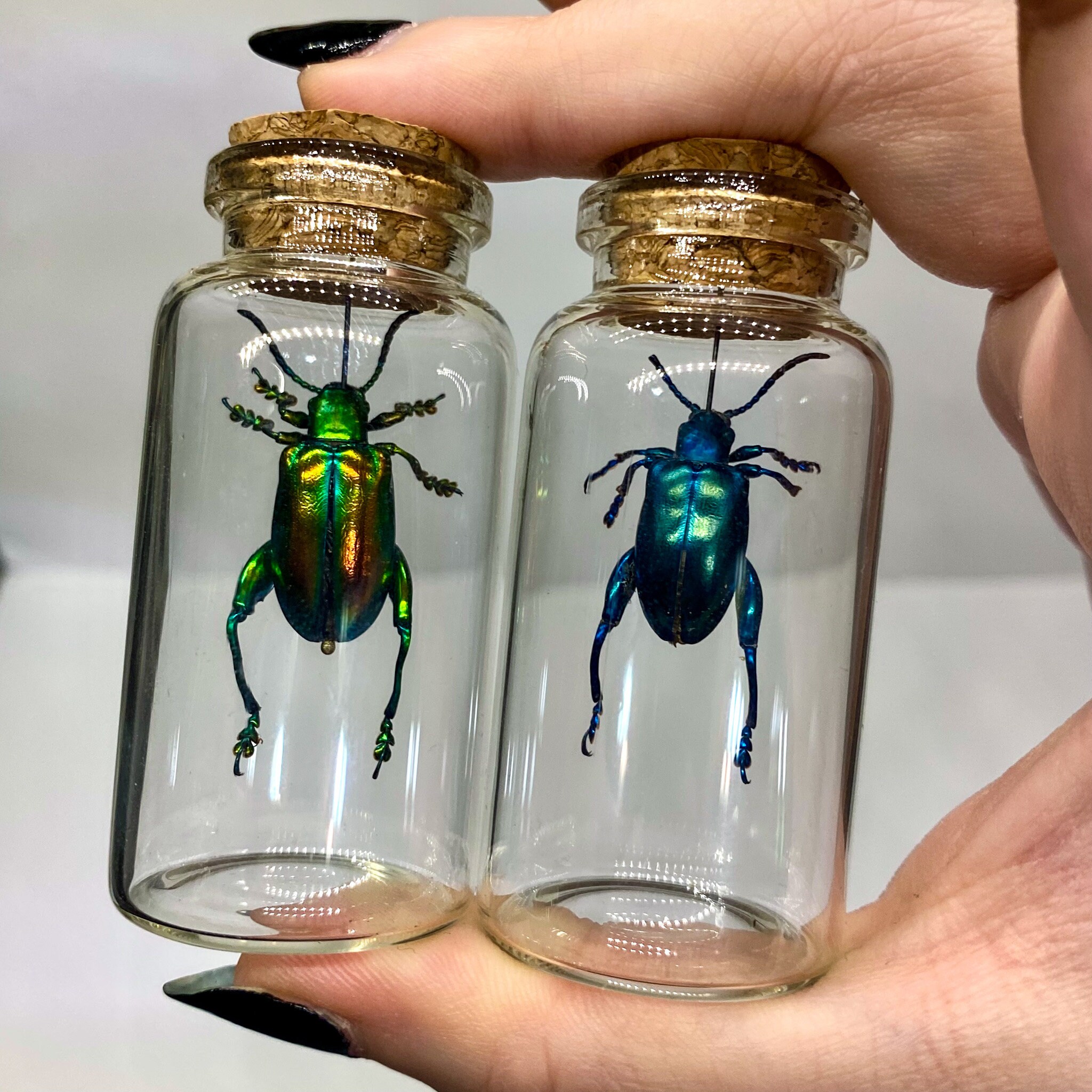 Real Bottled Metallic Leaf Beetle Insect Taxidermy in a Bottle - Etsy