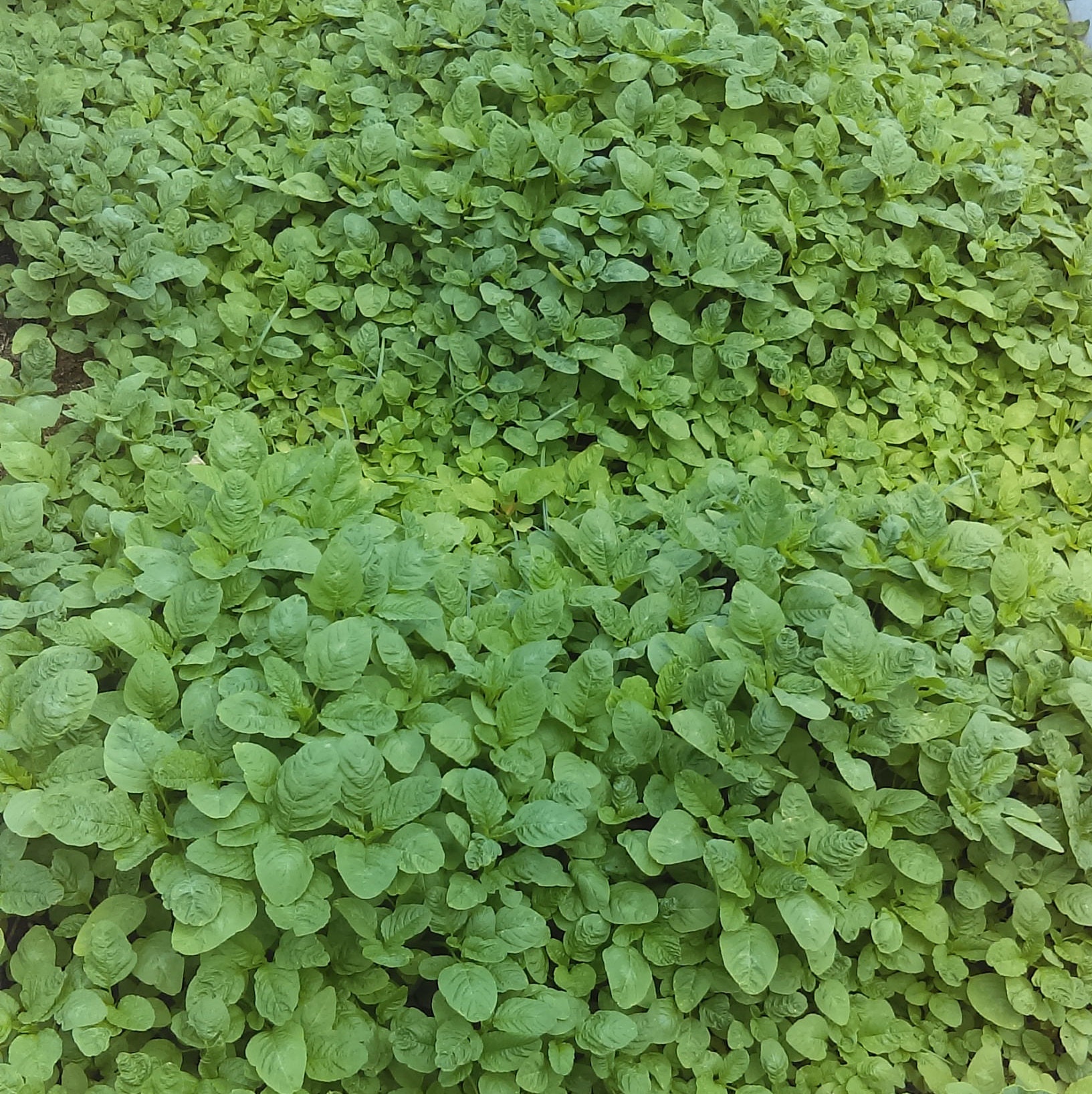 Gardening & Plants SEEDS Callaloo Craft Supplies & Tools etna.com.pe