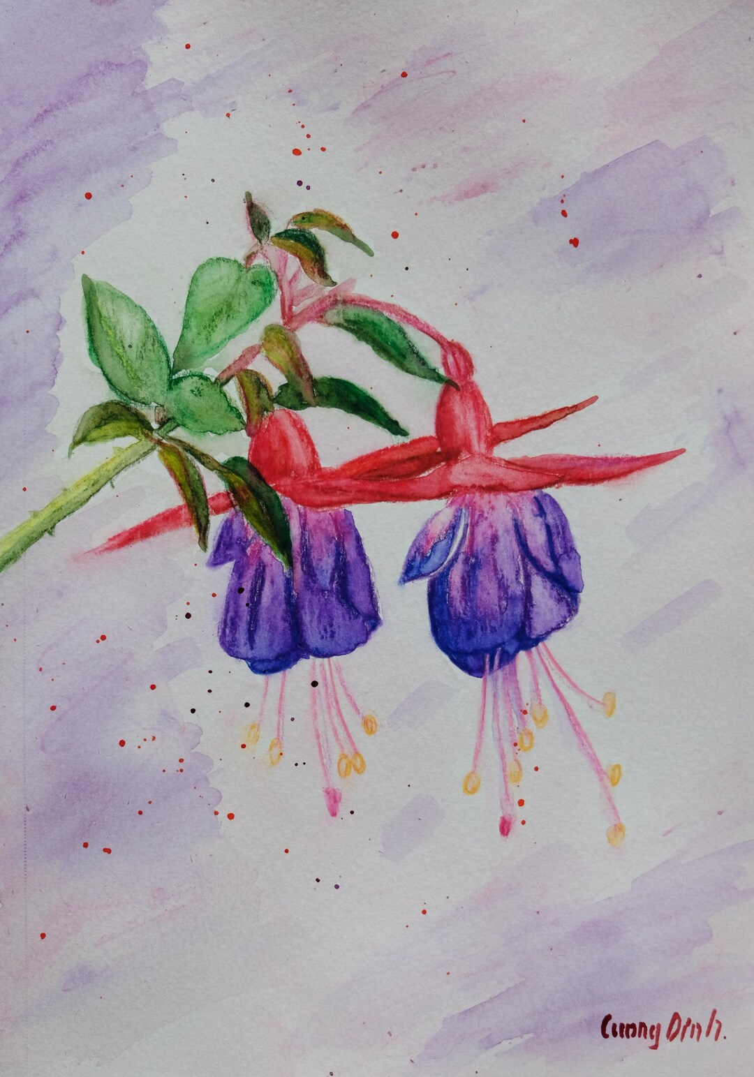 Beautiful Fuchsia Flowers Watercolor Painting, Therapy Color Painting ...