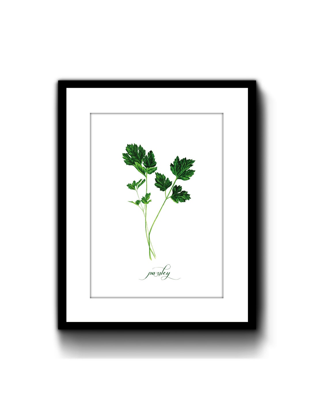 Parsley Kitchen Herbs Giclee Print,watercolor Illustration Art Print ...