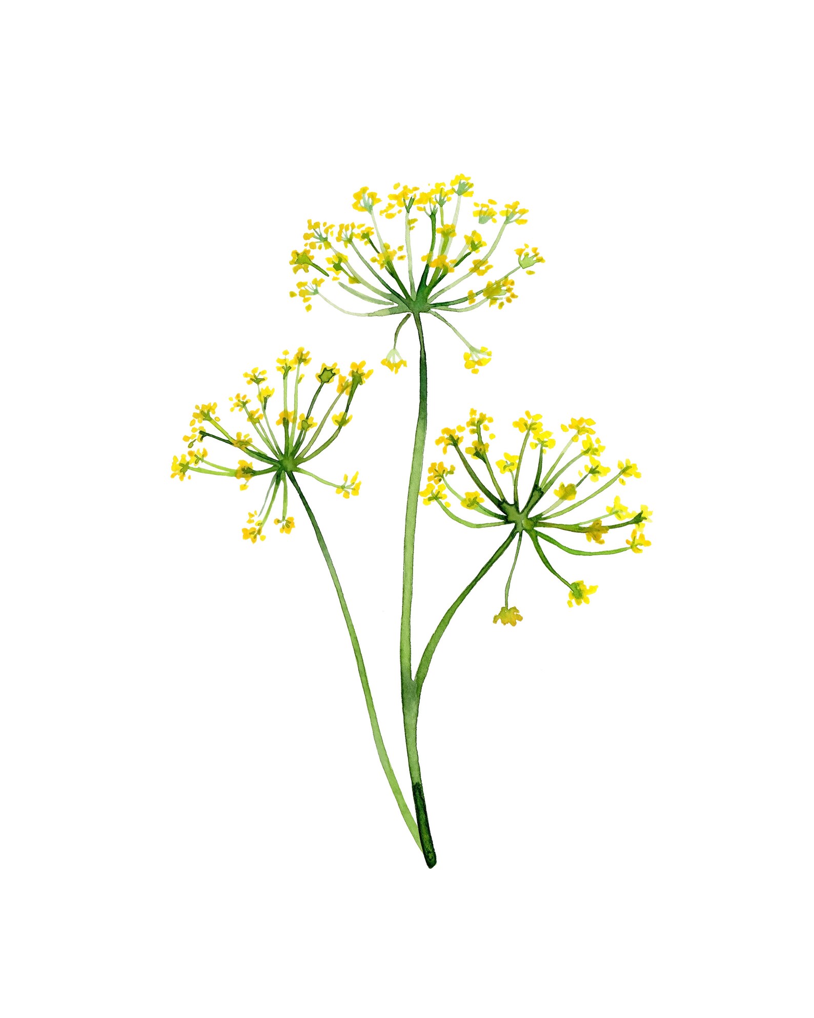 Watercolor Dill Flowers Printable Art Instant Download Yellow - Etsy
