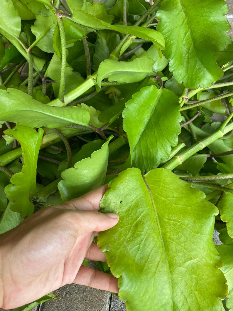 Leaf of Life Leaves, Fresh Organic, Pesticide Free, Juicing, Tea, Live ...