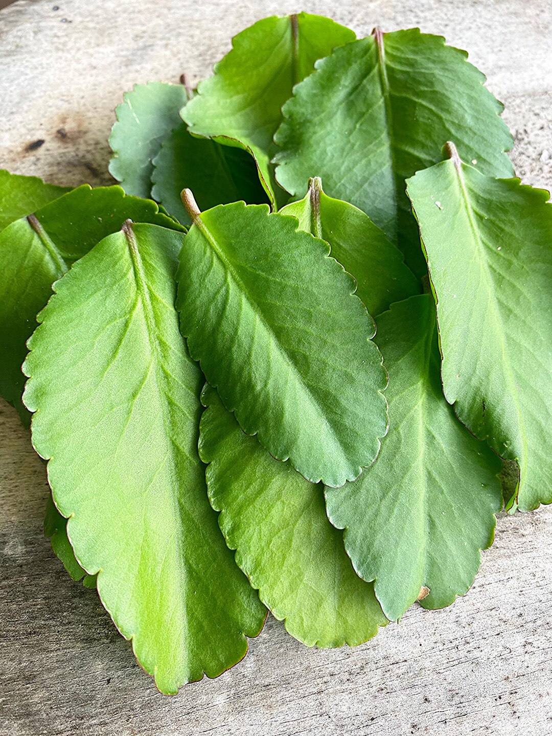 Leaf of Life Leaves, Fresh Organic, Pesticide Free, Juicing, Tea, Live ...