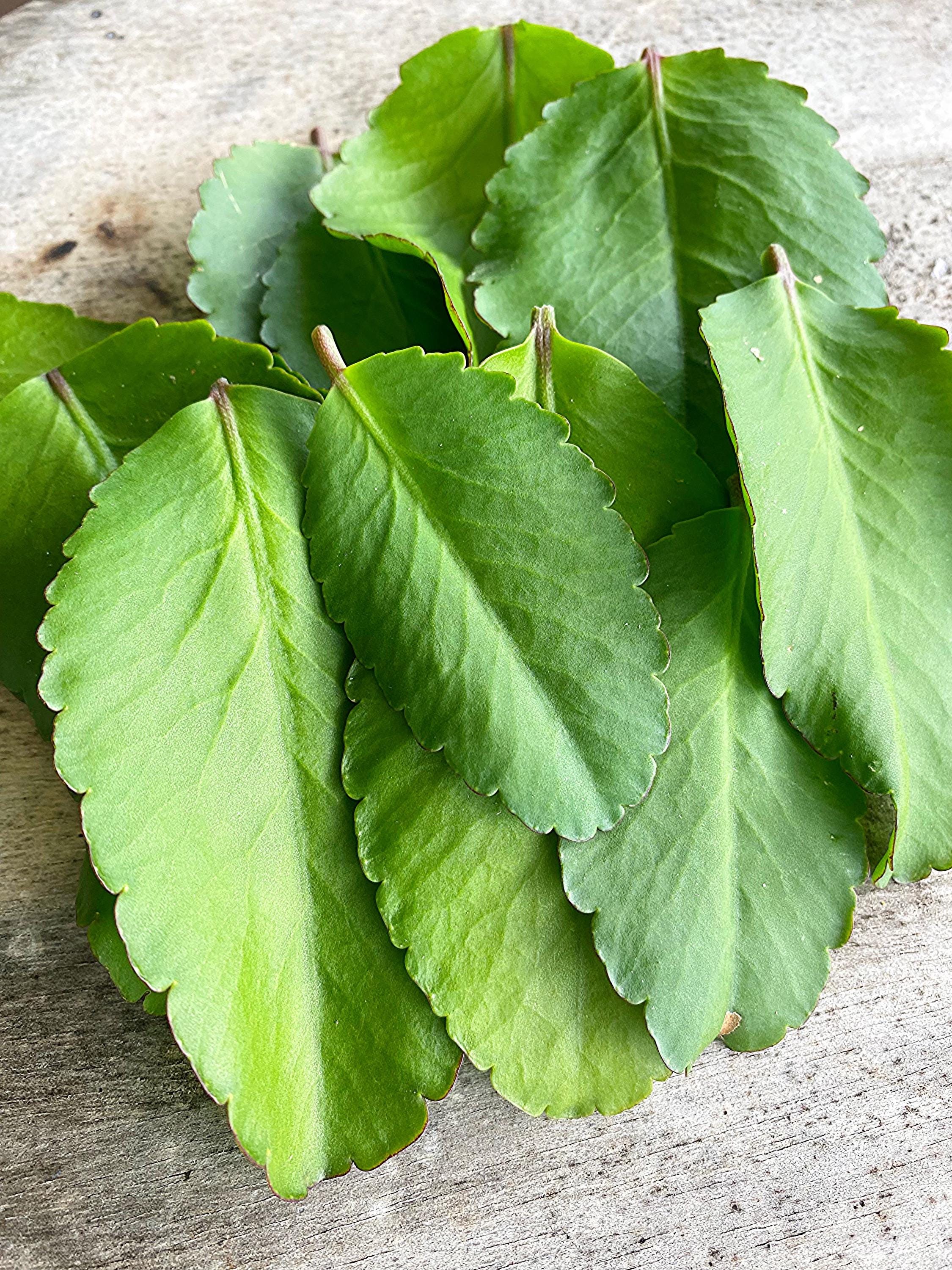 Leaf of Life Leaves, Fresh Organic, Pesticide Free, Juicing, Tea, Live ...