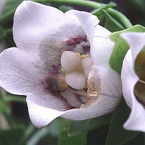 400 Codonopsis Seeds Codonopsis Pilosula Poor Man's - Etsy