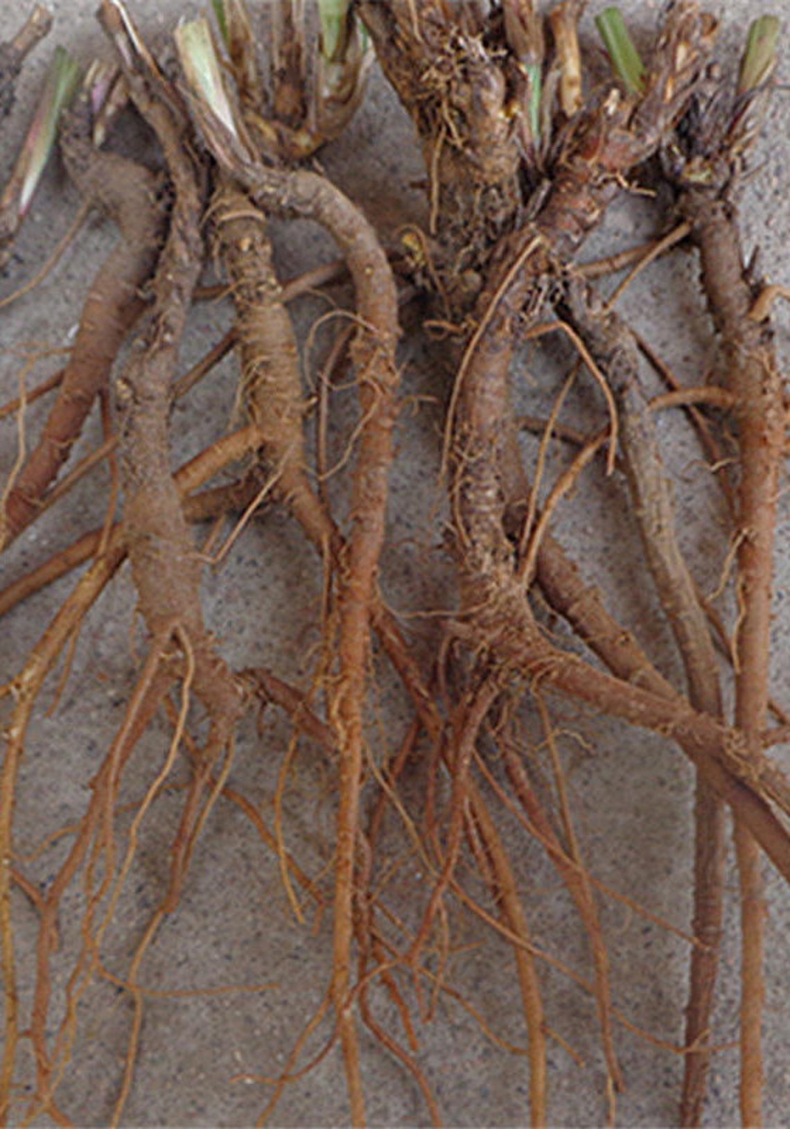 Bupleurum Root Bupleurum Chinense Organic Thorow Wax Root | Etsy