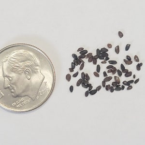 Balloon Flower Seeds Platycodon Grandiflorus Chinese Bellflower TCM ...