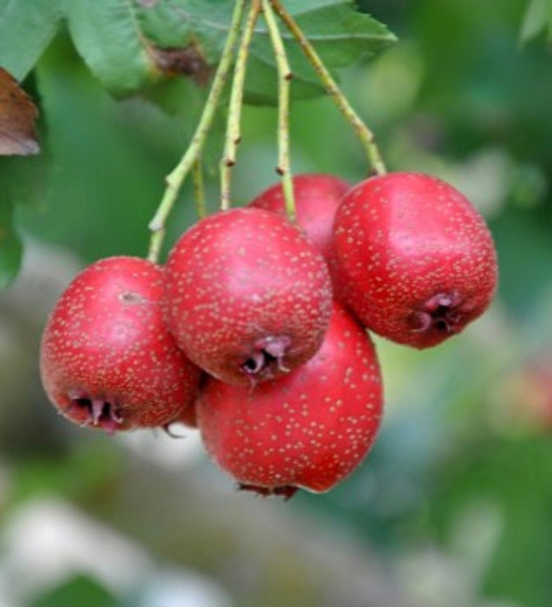 15 Hawthorn Tree Seeds Crataegus Pinnatifida Chinese Hawthorn Fruit ...