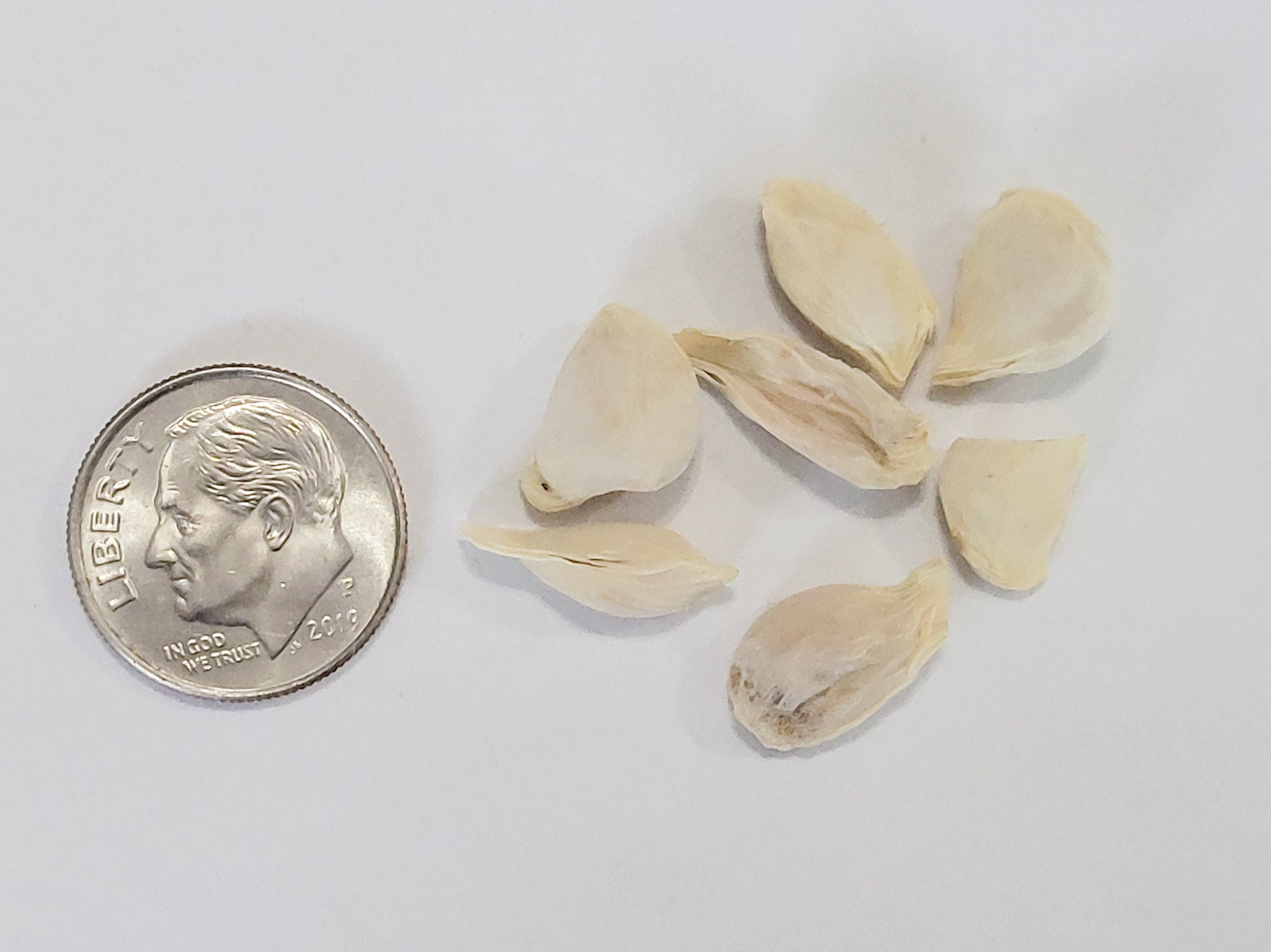 10 Citron Seeds Citrus Medica Fragrant Flowering Evergreen - Etsy