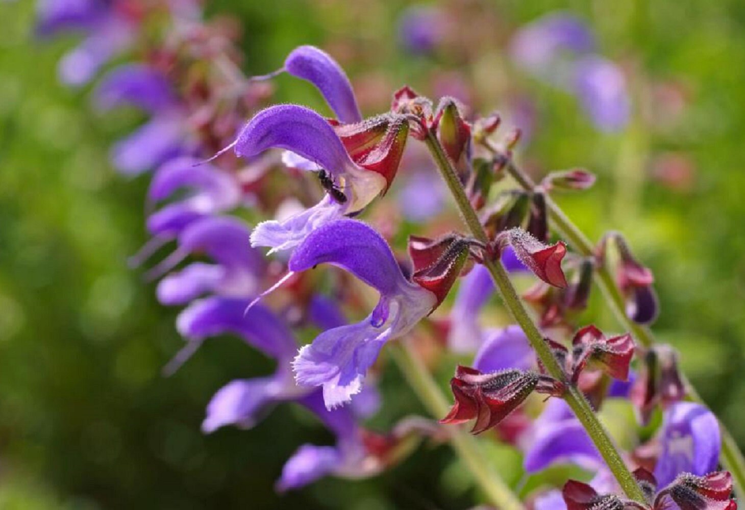 Outdoor & Gardening Seeds & Seed Bombs 100 Red Sage Seeds Chinese Sage ...