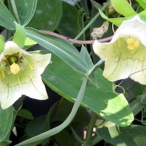 400 Codonopsis Seeds Codonopsis Pilosula Poor Man's - Etsy